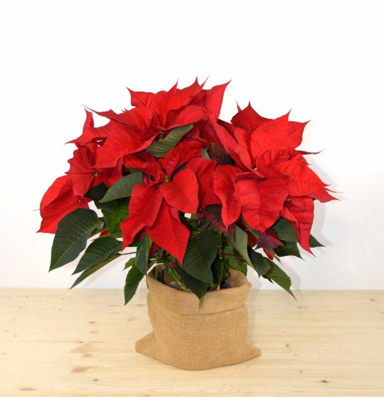 Flores de Pascua - Poinsettias de Calidad | Bopel
